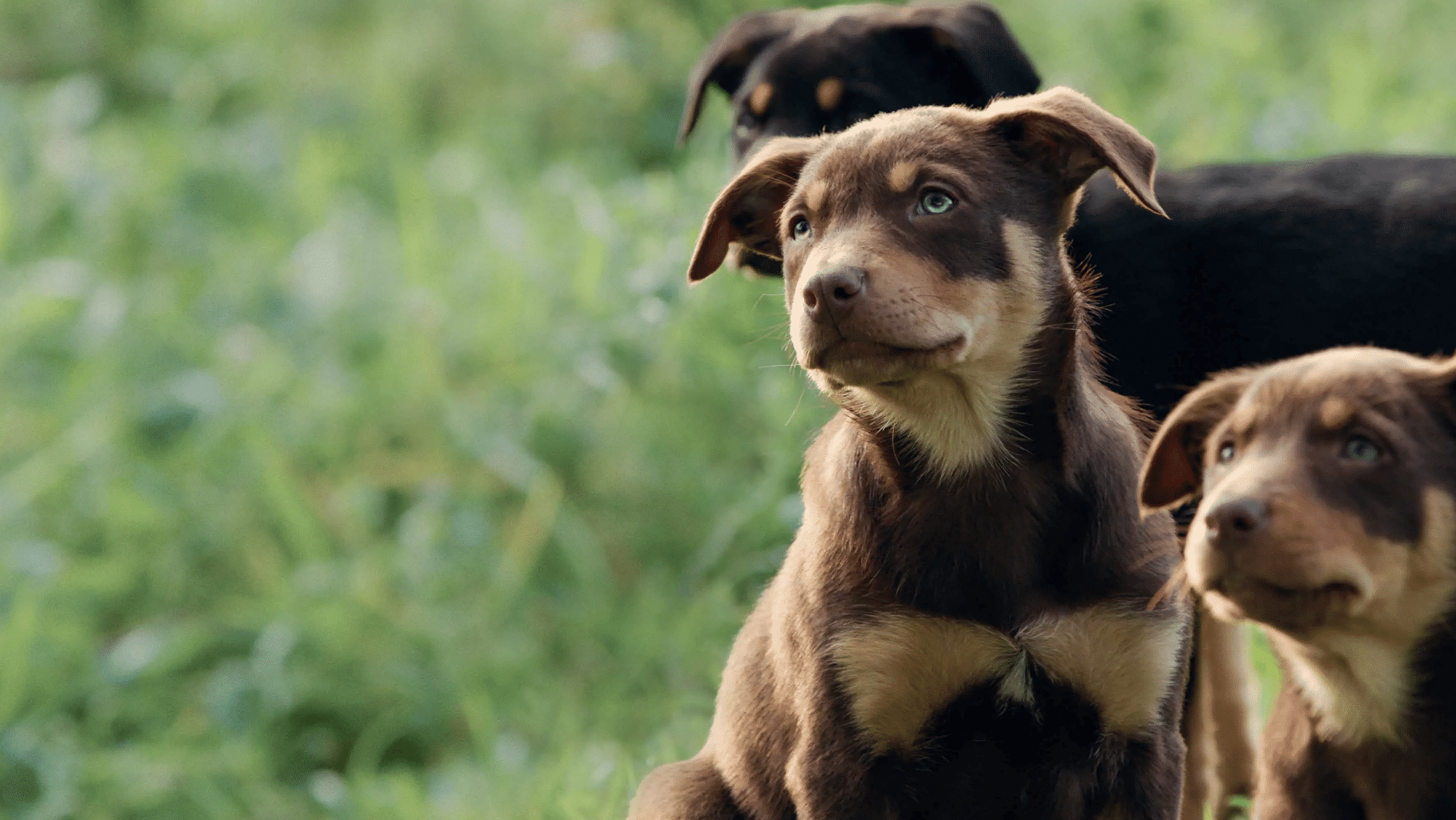 Australian reality TV shows in 2024: most anticipated | ScreenHub: Film ...