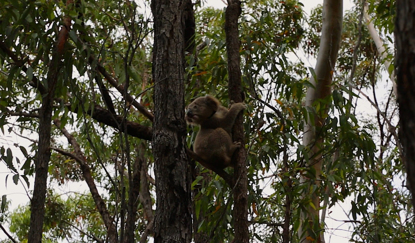 Koalas documentary exposes shaky future for our favourite tree-dwellers ...