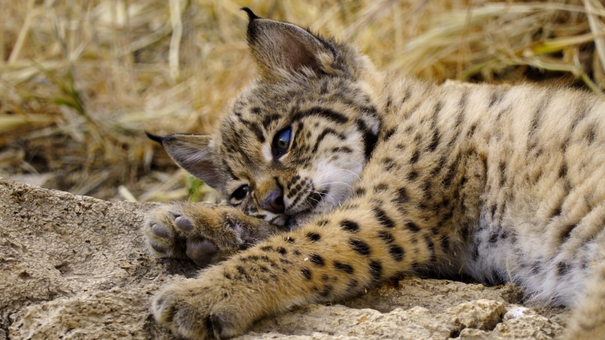 Apple TV+: best new shows to stream this week | ScreenHub: Film, TV ...